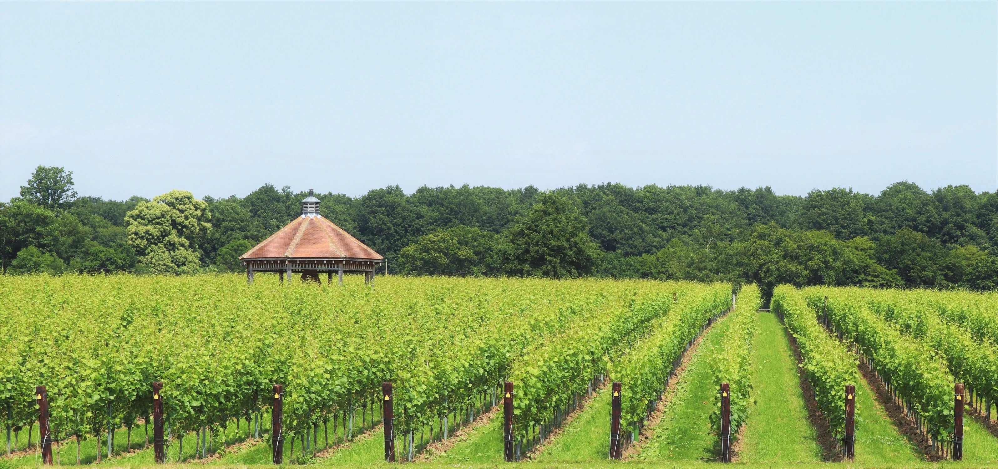 Danbury Ridge Wine Estate – Le Vignoble